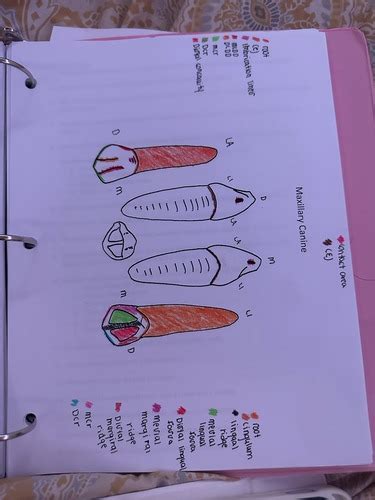Test 2 Maxillary Canine Cuspid Flashcards Quizlet
