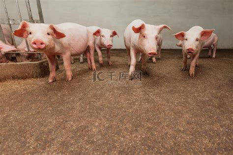养猪场高清摄影大图 千库网
