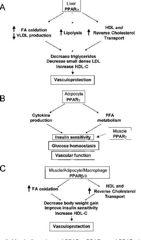 Figure 2 From This Review Is Part Of A Thematic Series On Nuclear