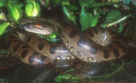 Green Anaconda Wikipedia
