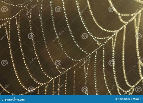Dew Cobweb Morning Light Reflect In Spider Web Stock Image Image Of