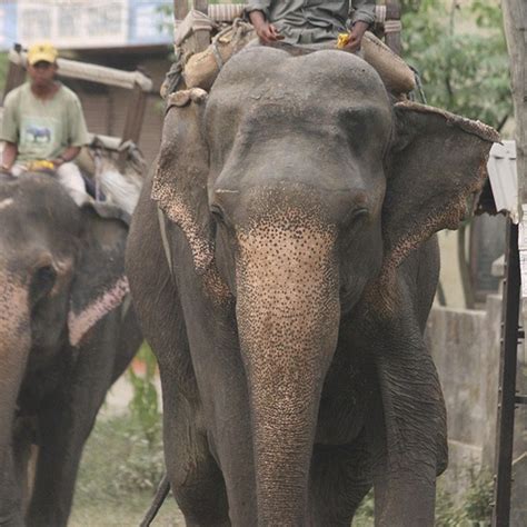 We Urge Celebrities Not To Ride Elephants