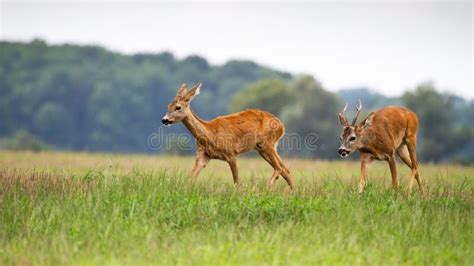 Roe Deer Male Following Female In Rutting Season On The Meadow Stock