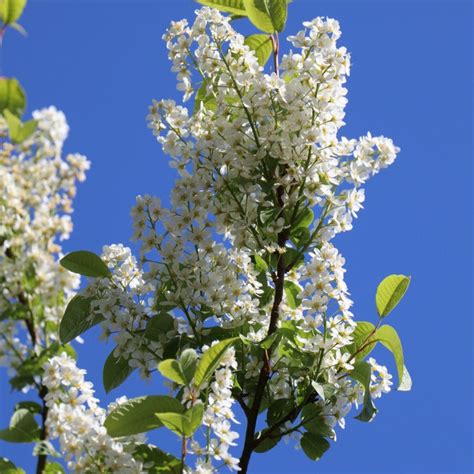 Prunus Padus Majestic Trees