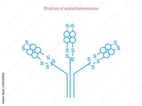 Chemical Structure Of Acetylcholinesterase On A Solid White Background Stock Vector Adobe Stock