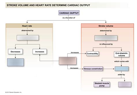 Diagram Of Determinants Of Cardiac Output Quizlet