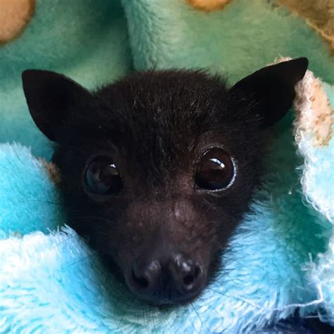 Cute Fruit Bats