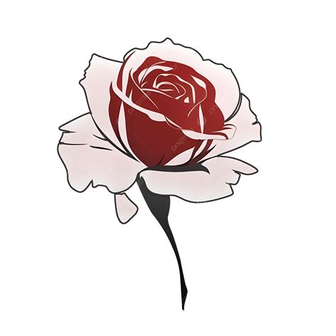 Ilustración Rosa Png Dibujos Ilustración De Flores Rosa Flor Rosa