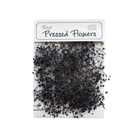 Baby S Breath Blue Nature S Pressed