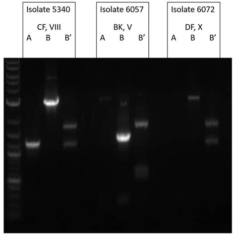 Toxinotyping Of Toxin Variant Strains Of C Difficile Listed By Download Scientific Diagram