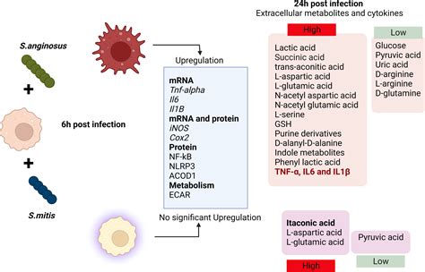Oral Streptococci S Anginosus And S Mitis Induce Distinct Morphological Inflammatory And