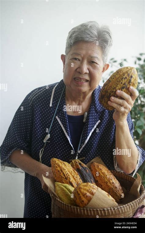 Farmer Showing Cacao Bean Fruit Cocoa Pod Harvesting From Farm Stock