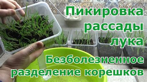 Выращивание лука из семян Пикировка рассады лука Два способа пикировки лука в ячейки и