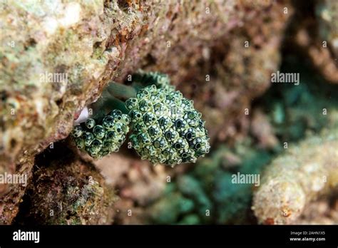 Corals Are Marine Invertebrates Within The Class Anthozoa Of The Phylum