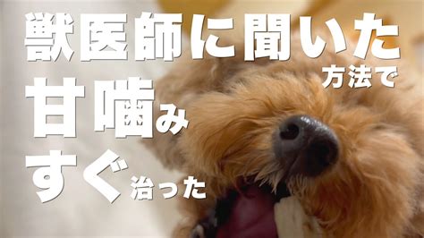 噛み癖を乗り越えた犬たちの感動ストーリー ミニチュアピンシャーごん太の眼