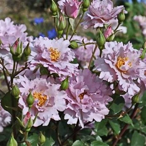 Саженцы розы Couture Rose Tilia (Тилия) заказать почтой. Купить кусты ...