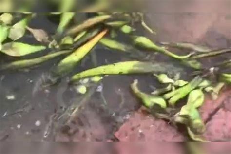 太过瘾了男子河边徒手就能捉大鱼真是高手出招