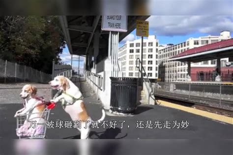 公狗推着购物车载着生病的母狗，它们的不离不弃令人感动！购物公狗