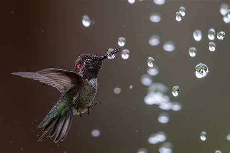 2024 Audubon Photography Awards Alana Augusta