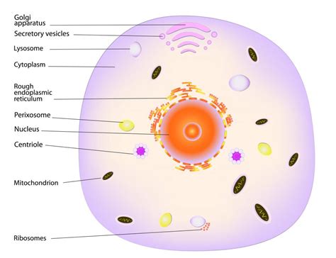 What Is A Centriole With Pictures