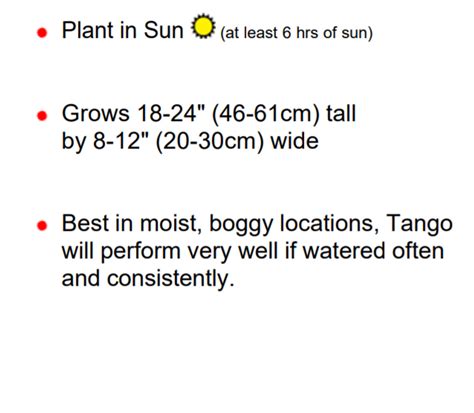Tango Celery Plant Addicts