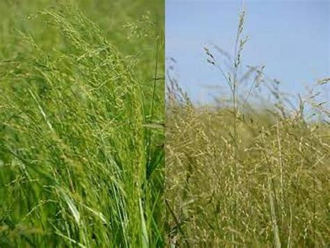 Festuca Subverticillata Bulk Wholesale Seeds For Planting Etsy
