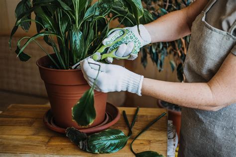 Peace Lily Brown Tips And Leaves
