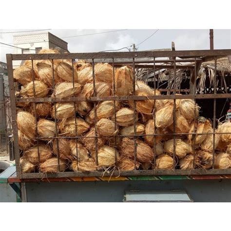 A Grade Solid Semi Husked Coconut Packaging Size Kg Coconut Size Medium At Rs Piece In