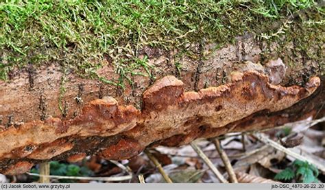 Phellinus Lundellii Czyreń Wąskoszczecinkowy