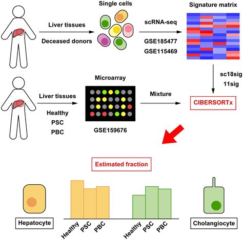 Frontiers Deconvolution Analysis Identified Altered Hepatic Cell