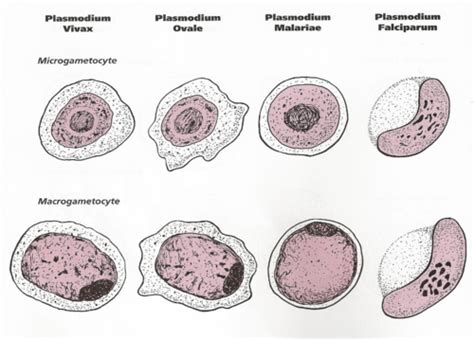 Plasmodium Falciparum Microgametocyte