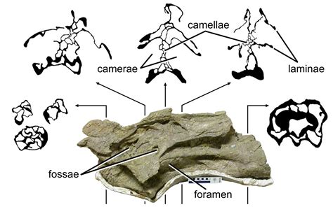 Finite Element Analysis Of Sauropod Vertebrae Sauropod Vertebra Picture Of The Week