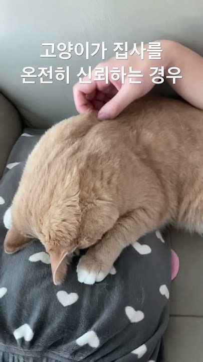 잠깐 쓰다듬어 줬을 뿐인데 Youtube