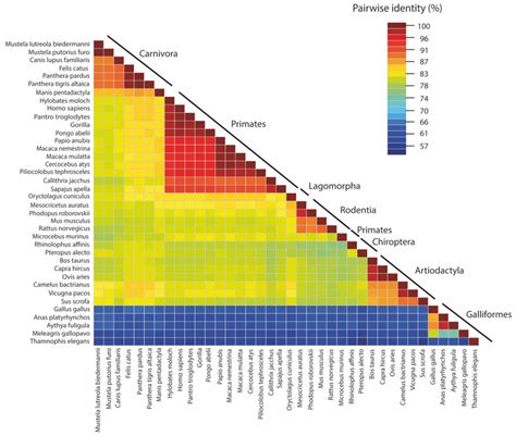 The Pairwise Identities Plot Of Ace2 Protein Sequences Aligned By Mafft