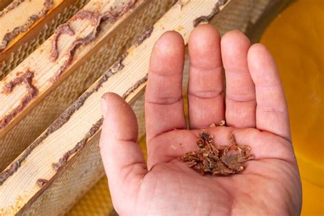 Premium Photo Gathering Bee Glue Propolis Of Wooden Frames From Hive