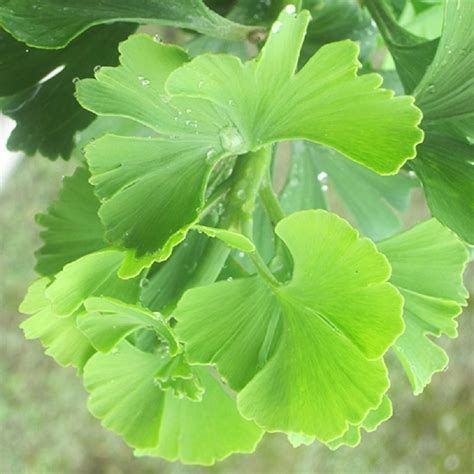 Ginkgo Troll Patio Tree 3 Ted Lare Design And Build