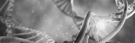 Pbmc Humanized Mice Advance Ards Research Today — Invivocue Leading