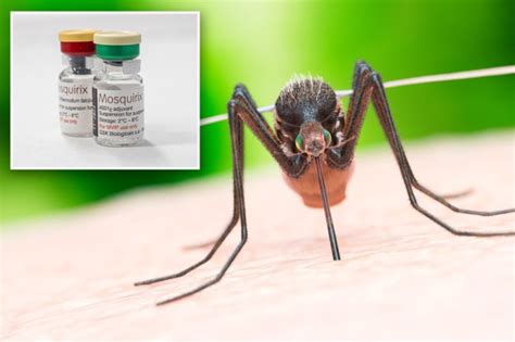 Malaria Cases Confirmed In Florida And Texas As Deadly Disease Is Found