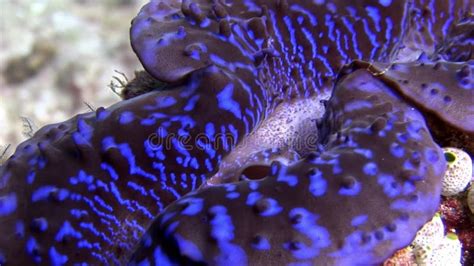 Bivalve Mollusks Bivalves Or Plate Gilled Bivalvia Bivalva