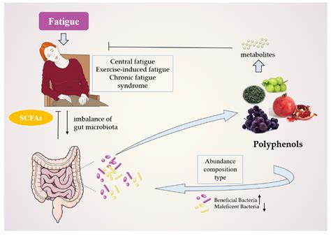 Polyphenols Microbiome At Lori Birdwell Blog