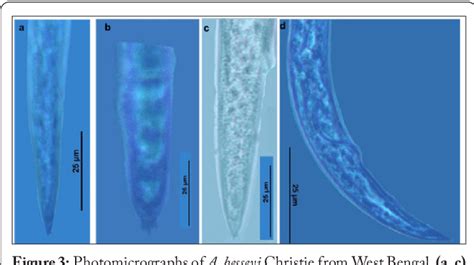 Figure 3 From Variations In Intra Specific Morphometry Of