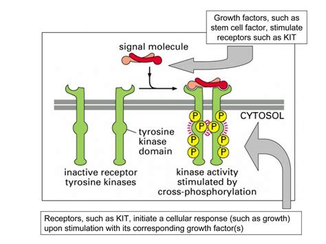 Biology Genes And Proteins The Life Raft Group