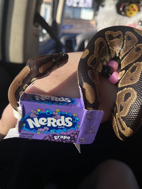 nerd r ballpython