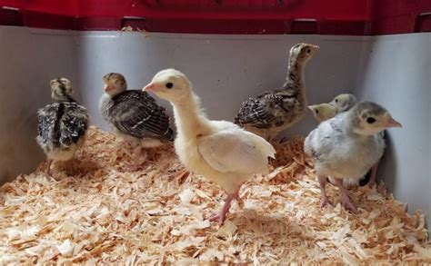 What Are Turkey Chicks Called At Kelly Duppstadt Blog