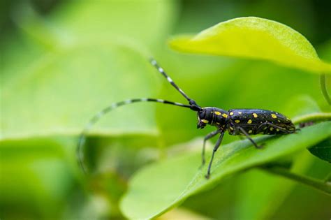 キボシカミキリ 虫の写真と生態なら昆虫写真図鑑「ムシミル」