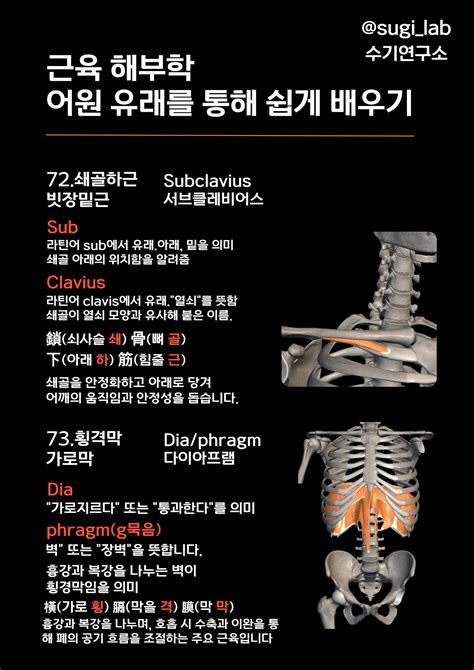 🌟근육해부학 최신버전으로 패치 완료 1손바닥 근육 파트 넣었고 2 팔목파트에서 빼먹었던 부분 수정 3 횡격막 추가