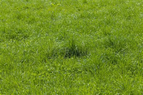 Green Grass And Plants Grow In Cloudy Summer Weather Stock Image
