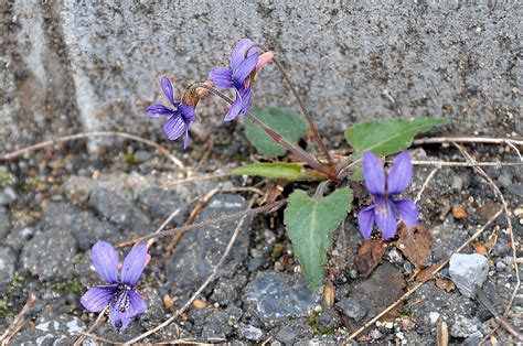 住宅地のスミレ 花旅