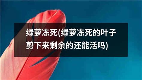 绿萝冻坏如何救护养植 绿萝冻了有救吗 养花经验