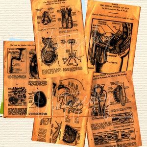 Pages Sexual System Of A Man Diagrams Pictures And Text Digital Download Etsy